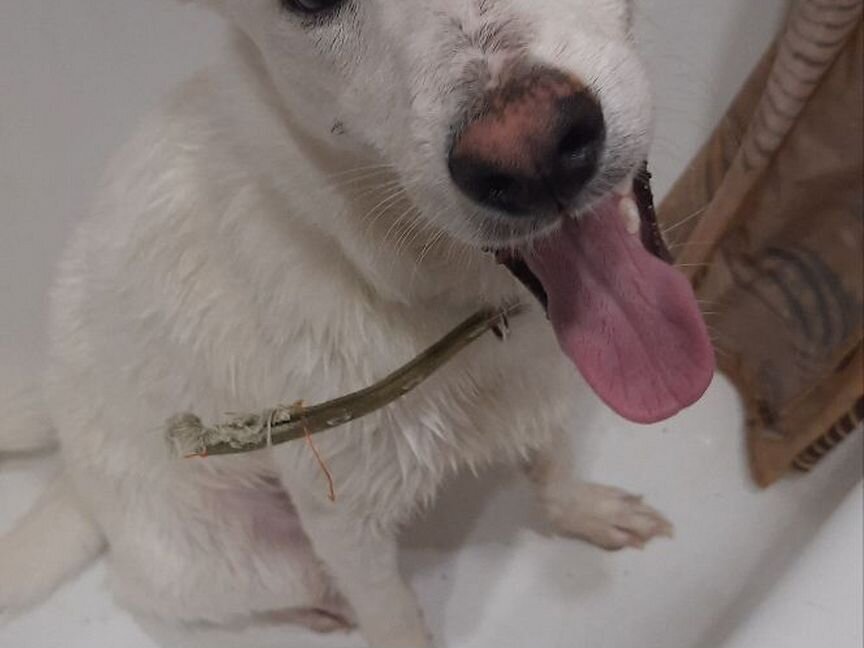 Снежок ищет дом