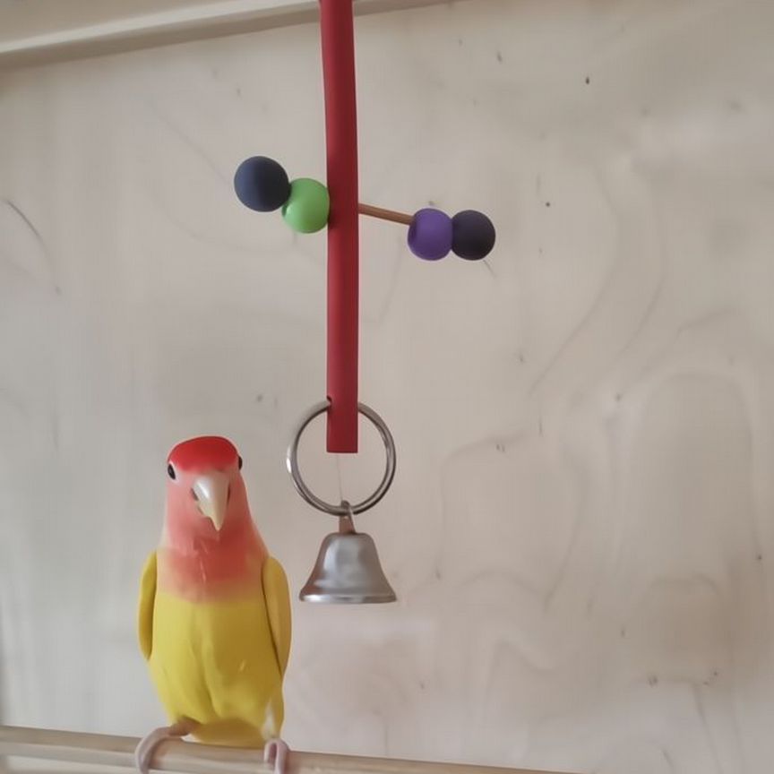 Попугай неразлучники