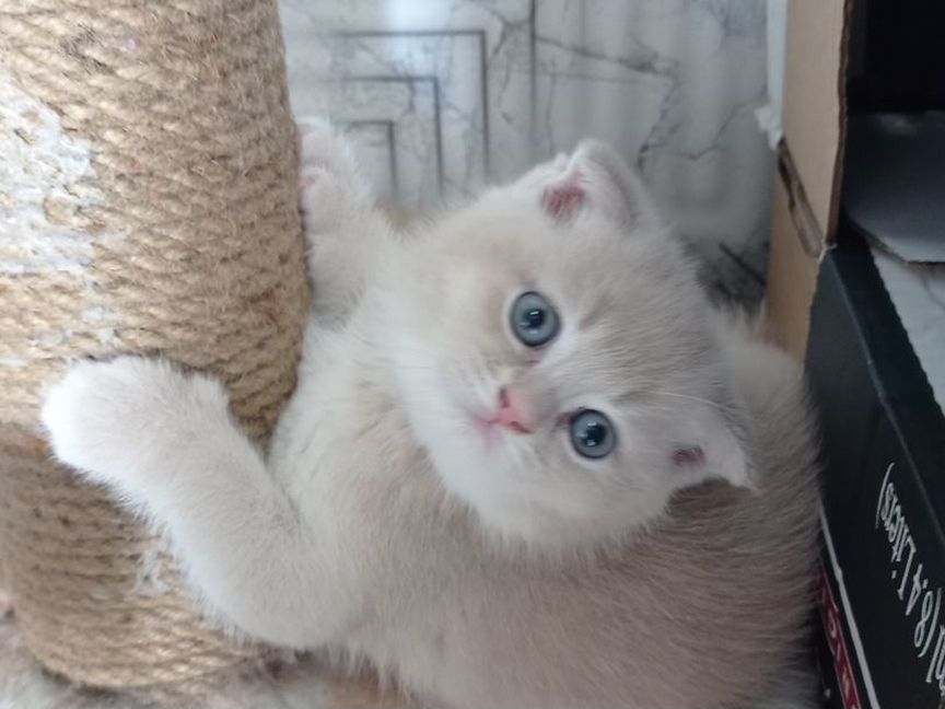 Шотландский котенок мальчик