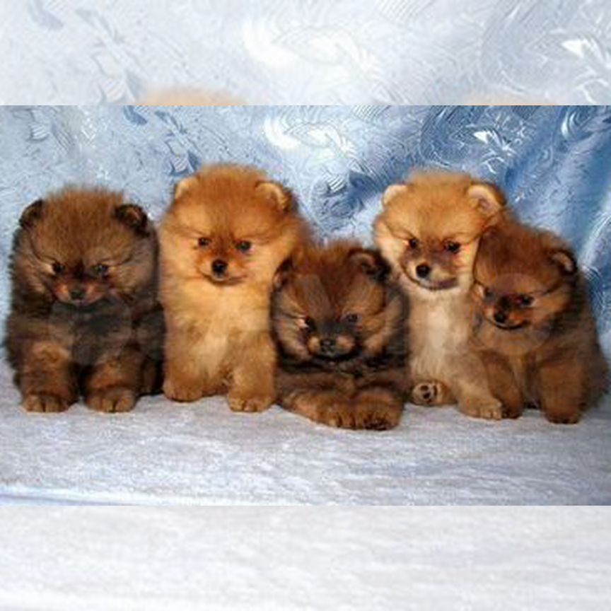 Померанский шпиц, щенок