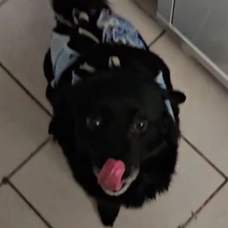 Взрослая собака в добрые руки