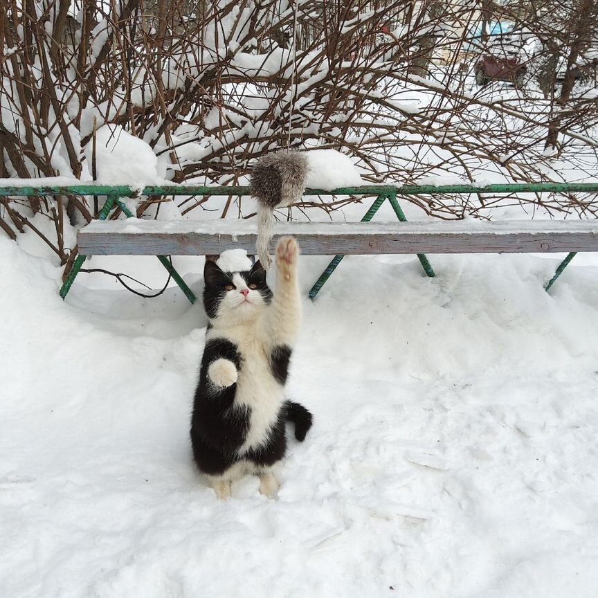 Кошечка в добрые руки