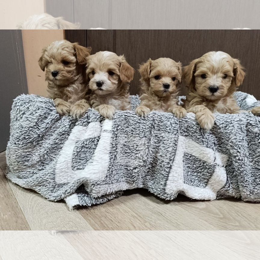 Мальтипу, щенок