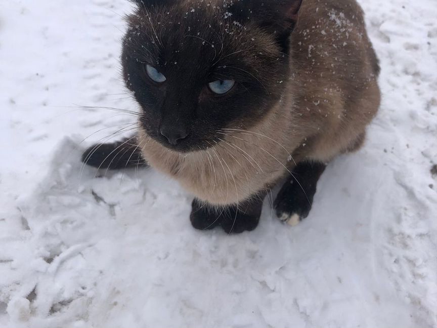 Сиамский молодой котик