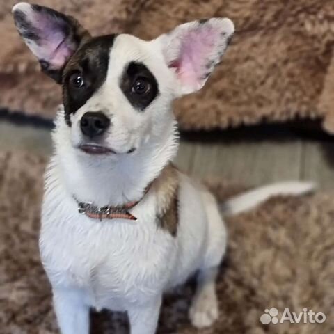 Отдам в добрые руки