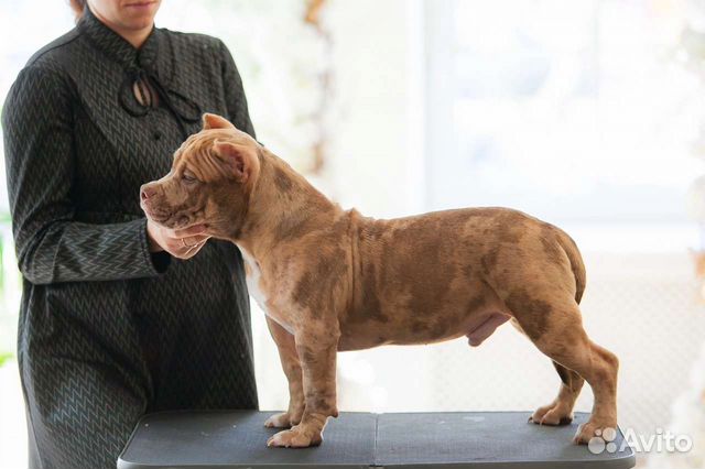 Мальчик Булли шоко мерль покет