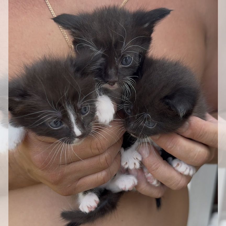 Котята 1мес