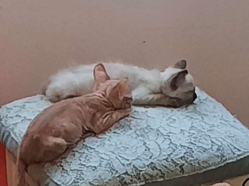 Кошки донской сфинкс
