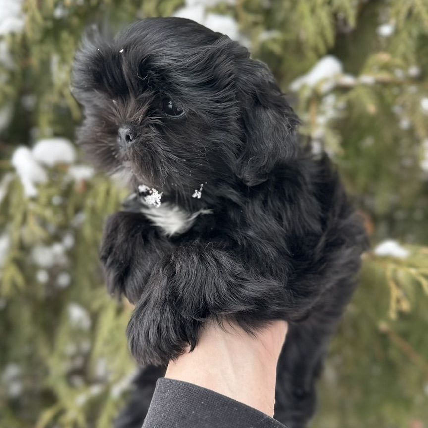 Ши-тцу, щенок