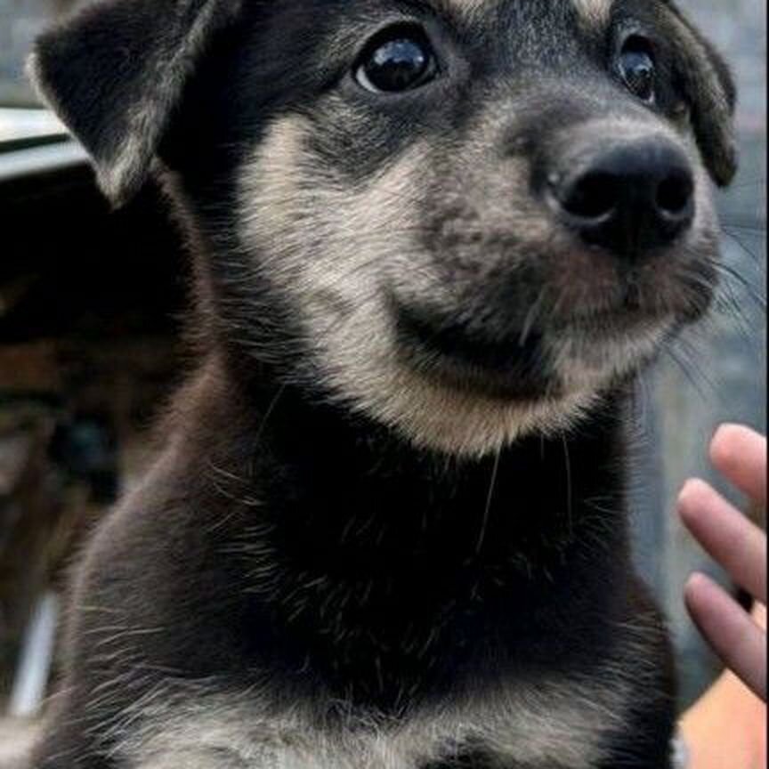 Малышка девочка ищет семью и дом