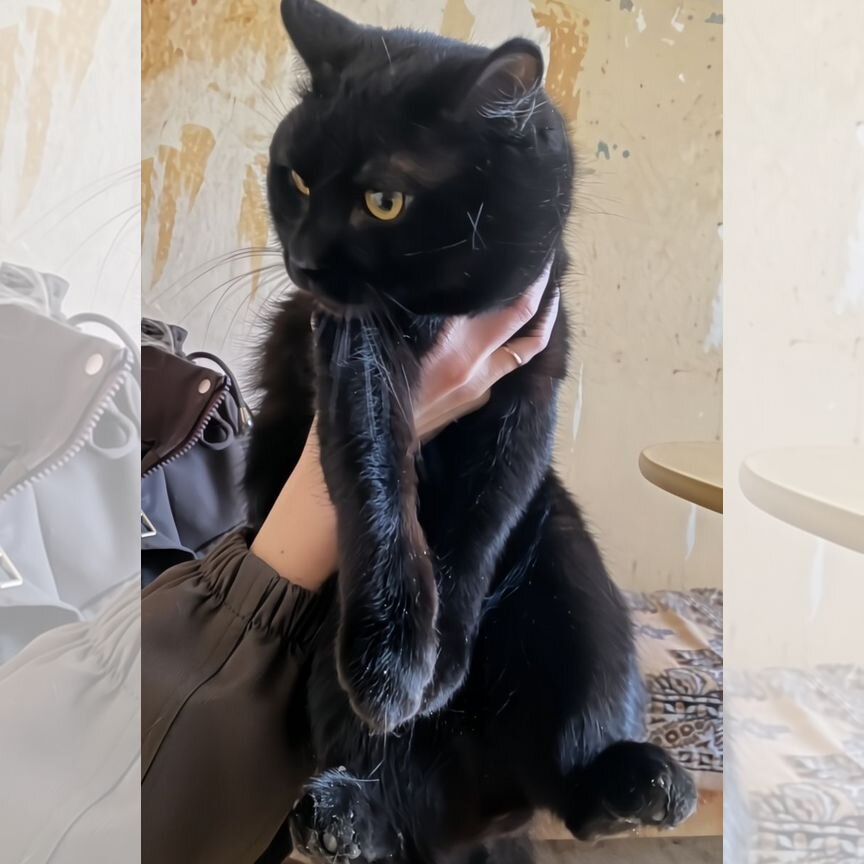 Взрослый кот в добрые руки