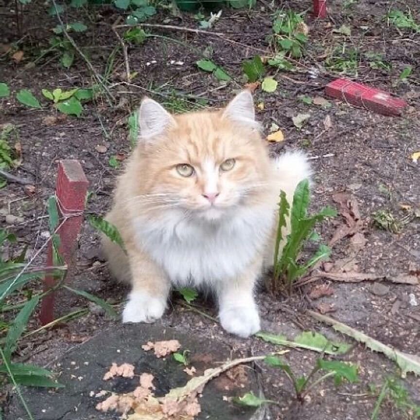Рыжий котик ищет дом