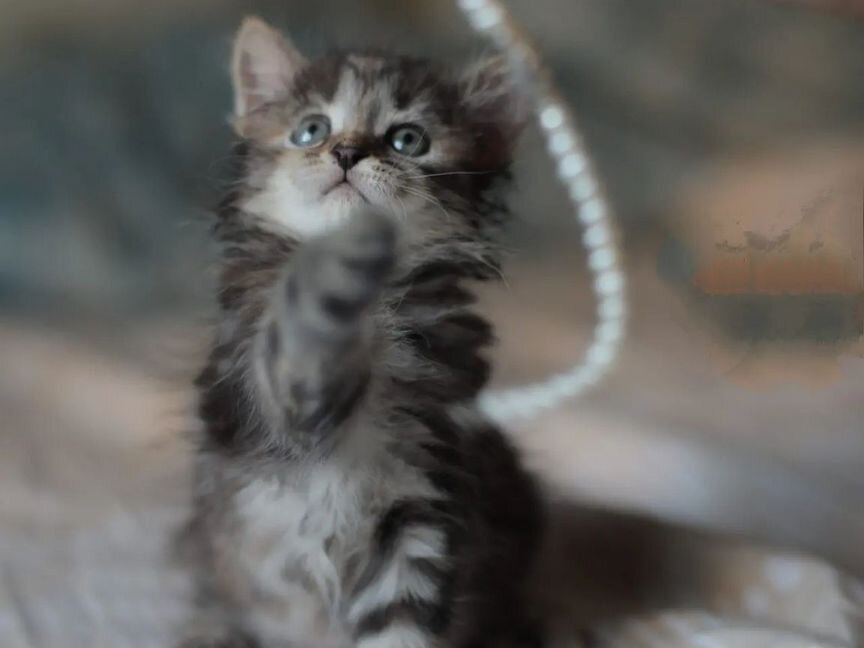 Котёнок в лучшие руки