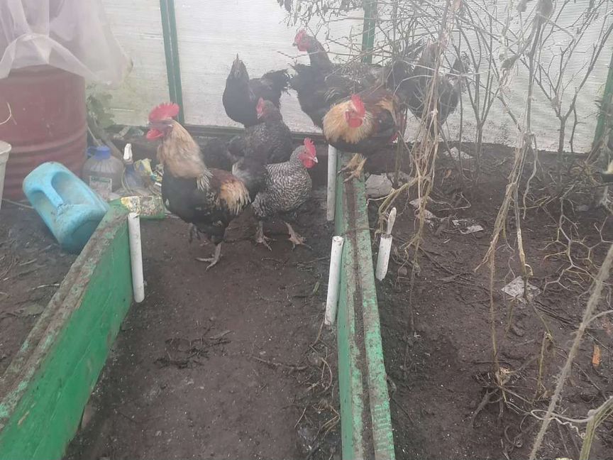 Молодые петухи