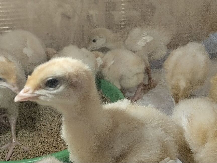 Индюшата биг 6