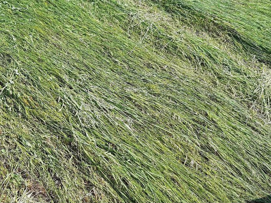 Сено в тюках