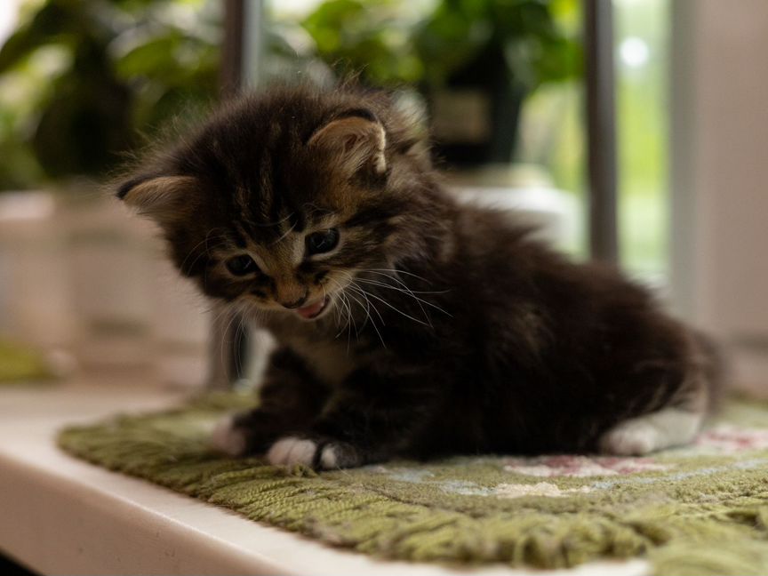 Сибирский котик