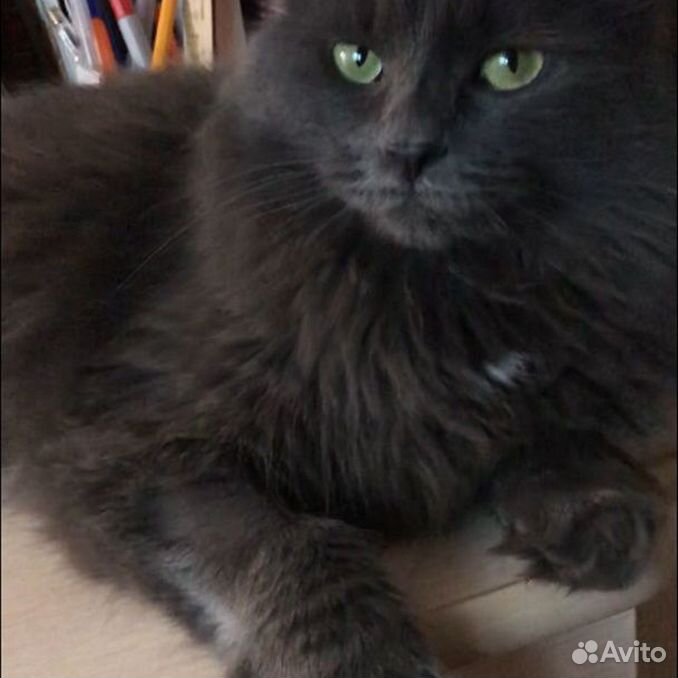 Молодая кошка Нибелунг в добрые руки