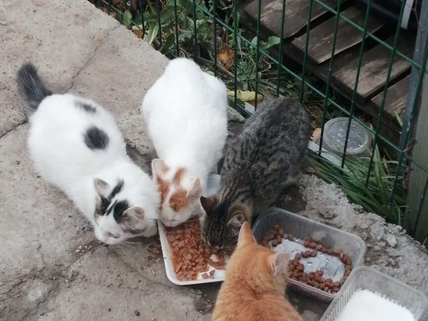 Котята в добрые руки