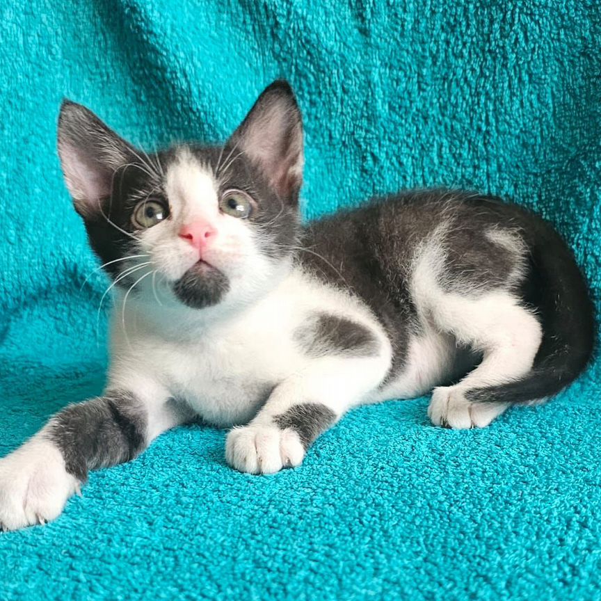 Котенок Филипок 1,5 мес