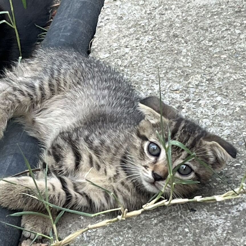 Британские котята даром