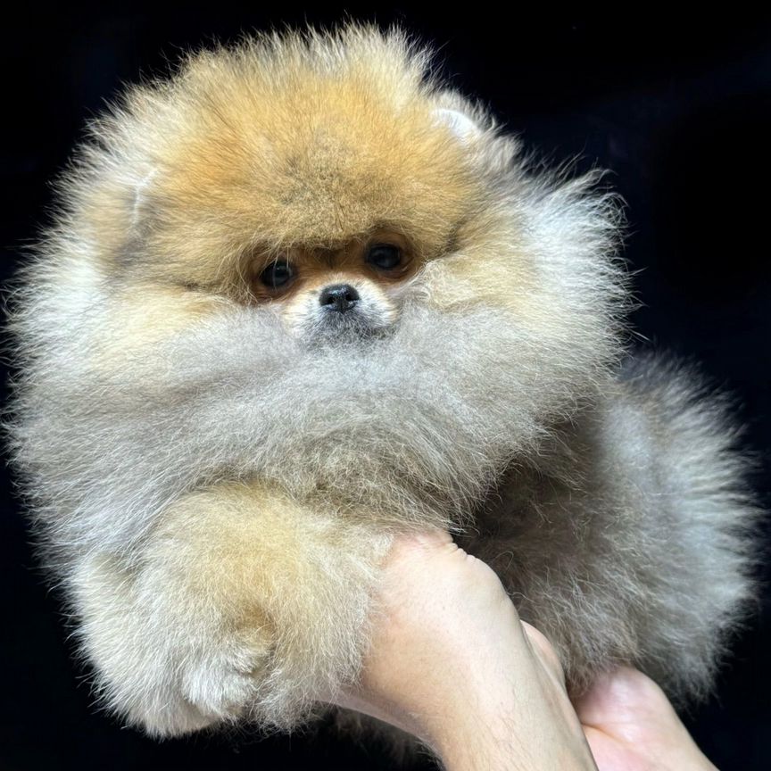 Шпиц медвежонок