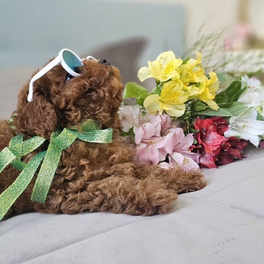 Той-пудель, щенок