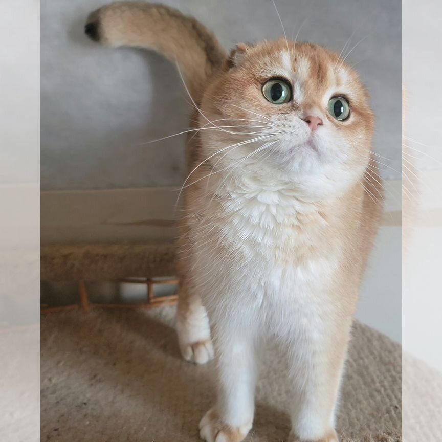 Шотландская вислоухая короткошёрстная, взрослая кошка