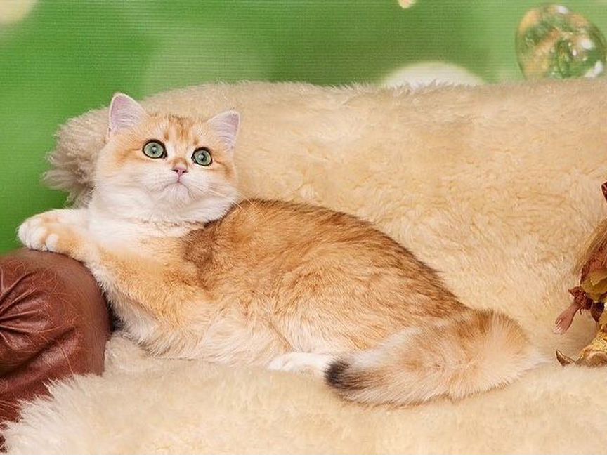 Кошка породистая британская в добрые руки