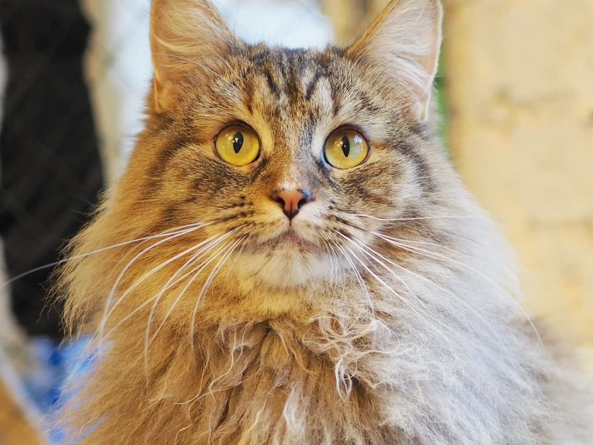 Пушистая кошка