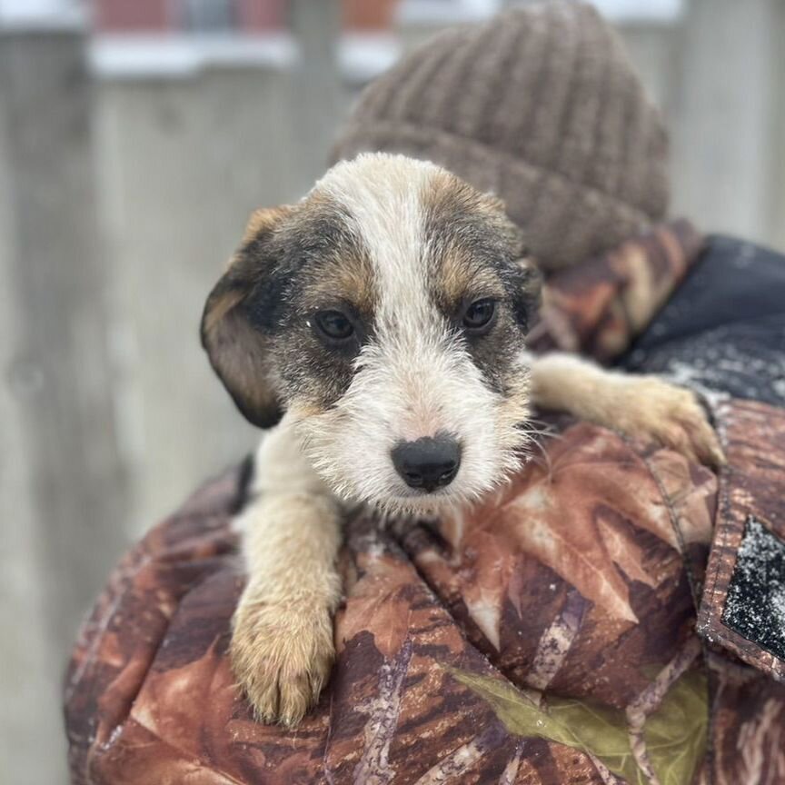 Щенок в добрые руки