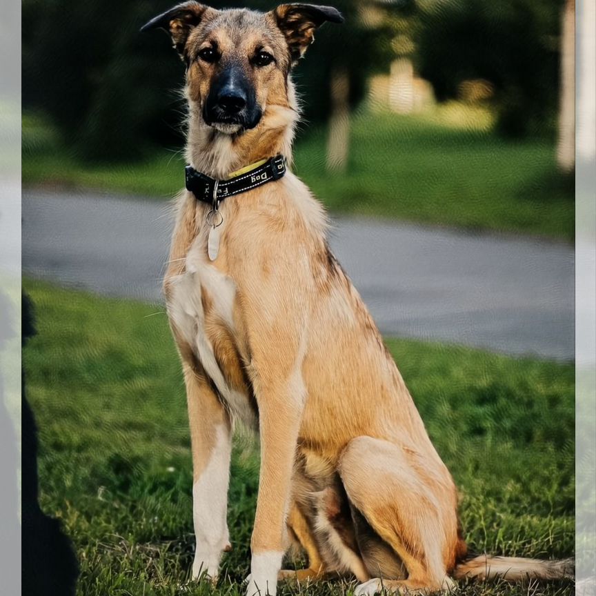 Взрослый пёс в добрые руки