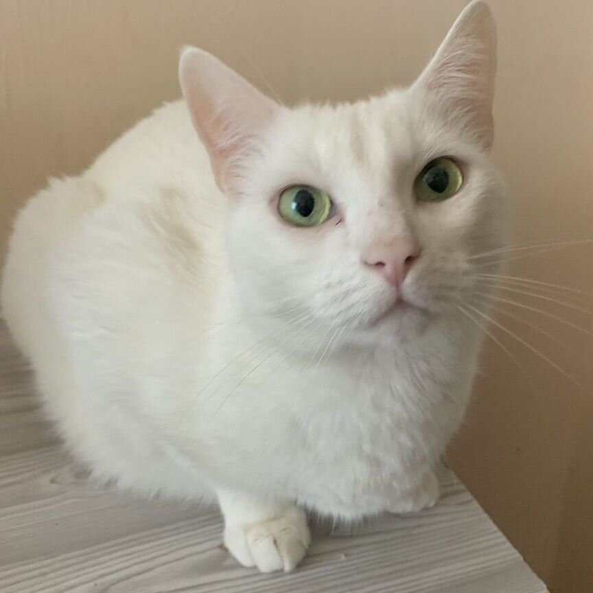 Котик в добрые руки