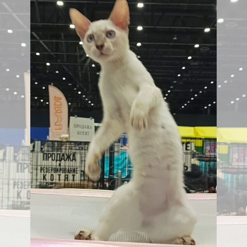 Серенгети котёнок