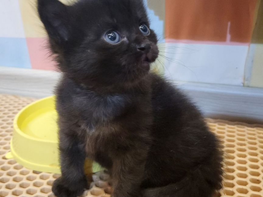 Замечательные котята ищут дом