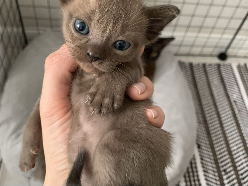 Бурманские котята