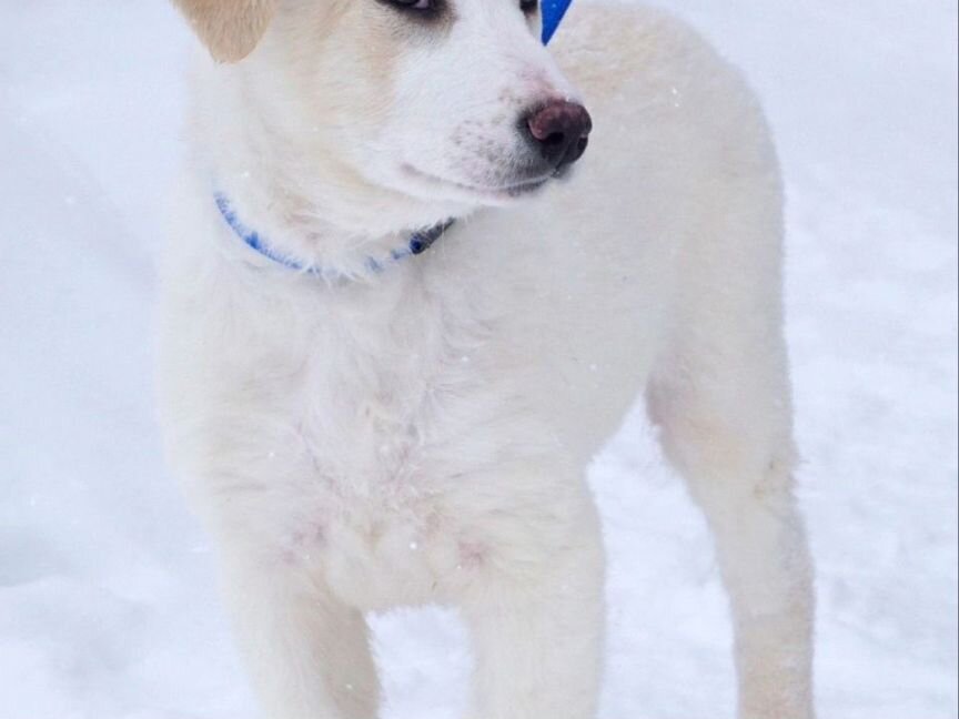 Щенок в добрые руки