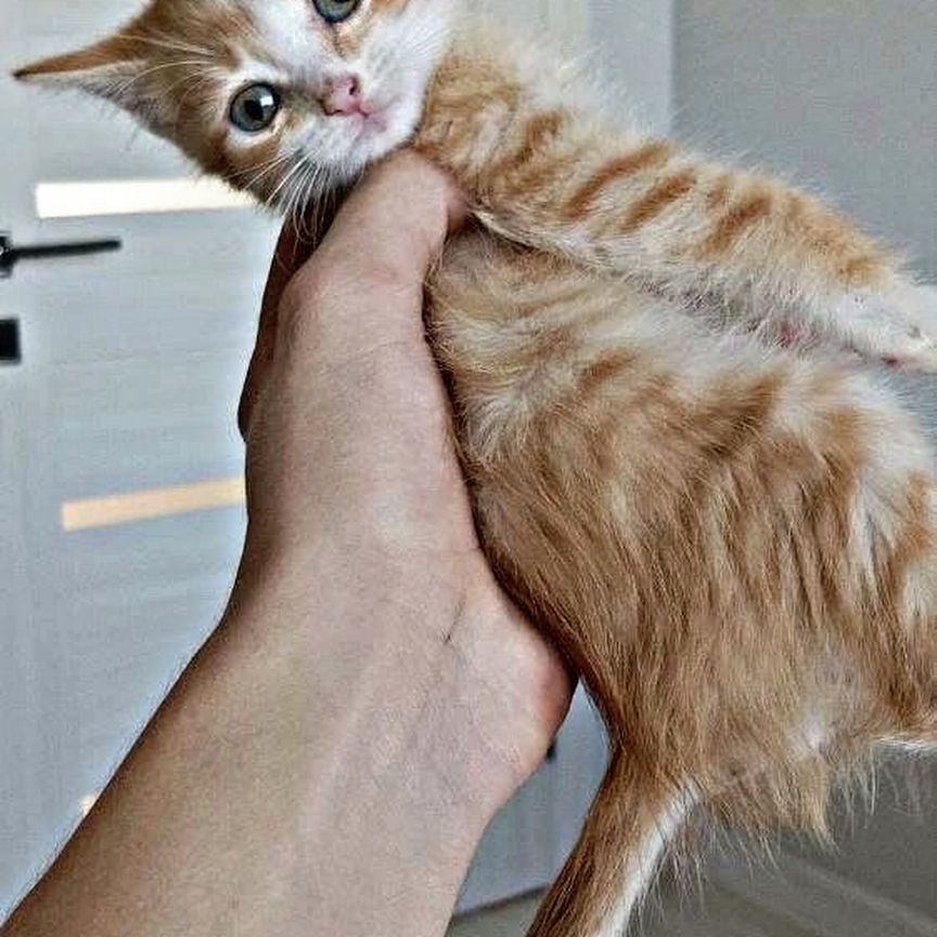 Котята