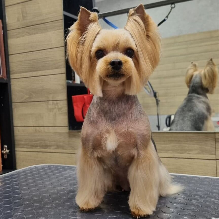 Сиба-ину, щенок