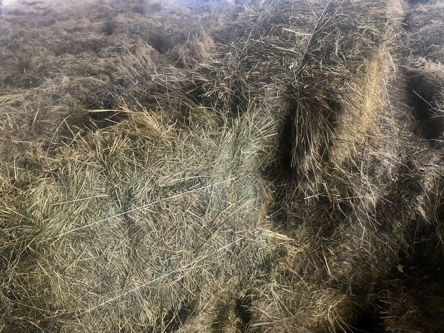 Сено 15-25 кг. в квадратных тюках