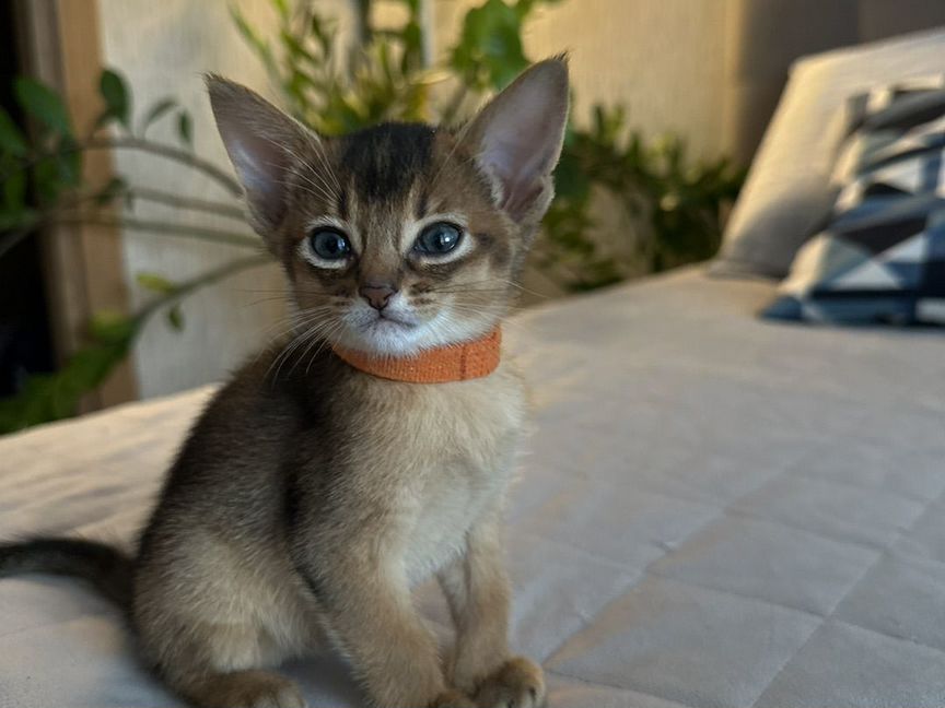Абиссинские котята дикий окрас