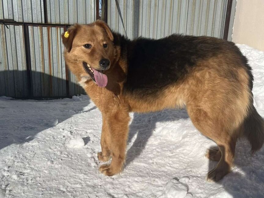 Собака в добрые руки отдам бесплатно