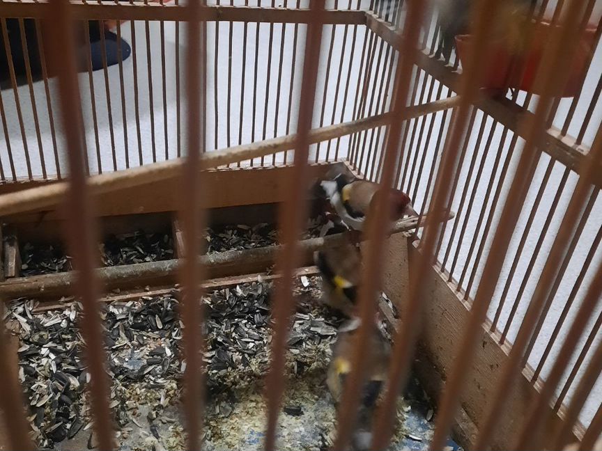 Птица щегол