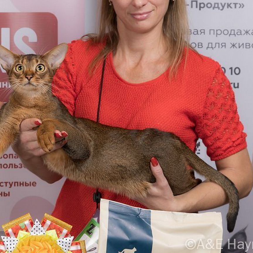 Абиссинский кот, взрослый