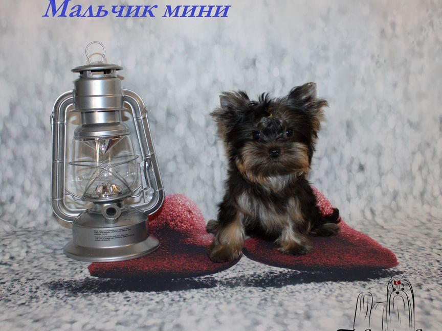 Чистокровные Йоркширские терьеры, девочки,мальчики
