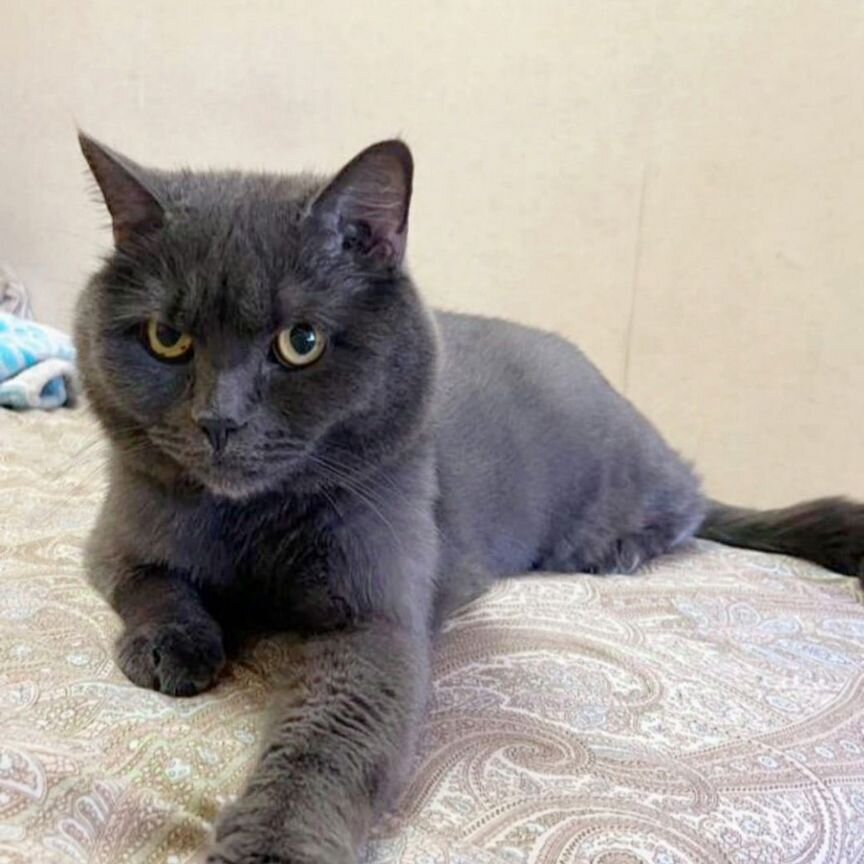 Кот британец остаётся без дома