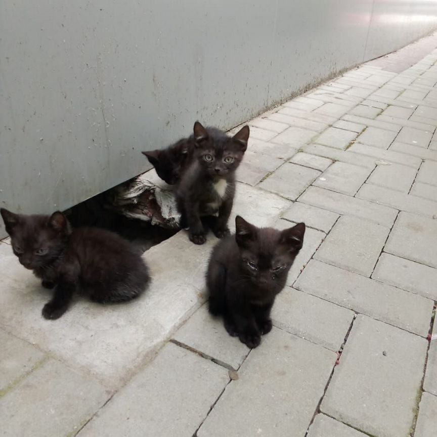 5 котят ищут дом