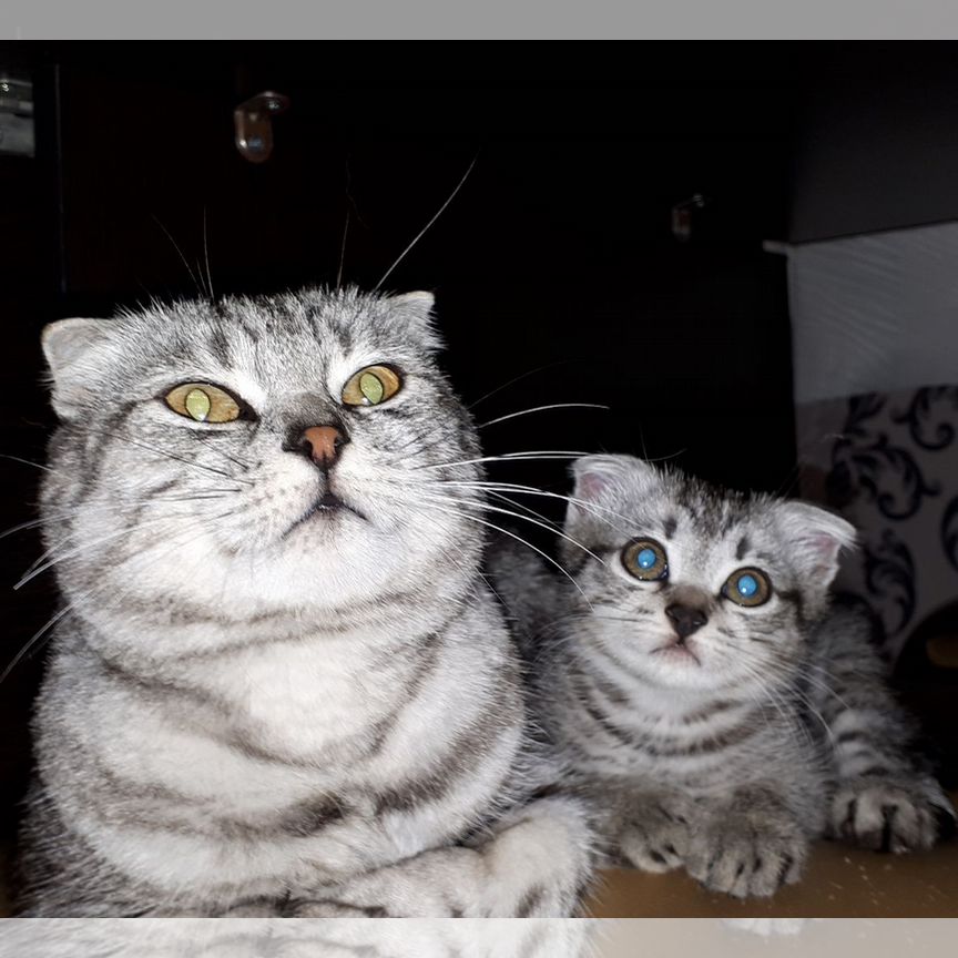 Кошки