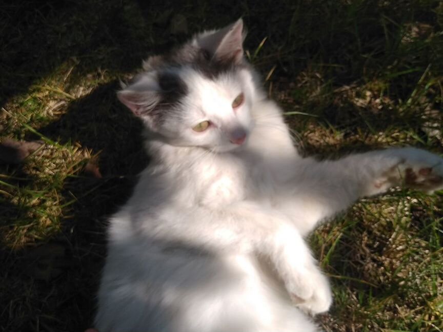 Котенок в добрые руки