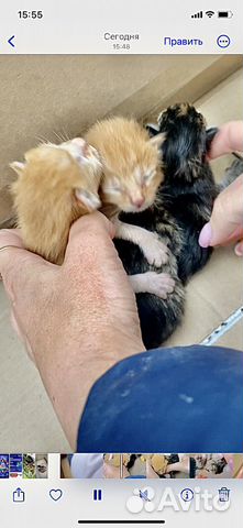 Котята Срочно нужна передержка малышам